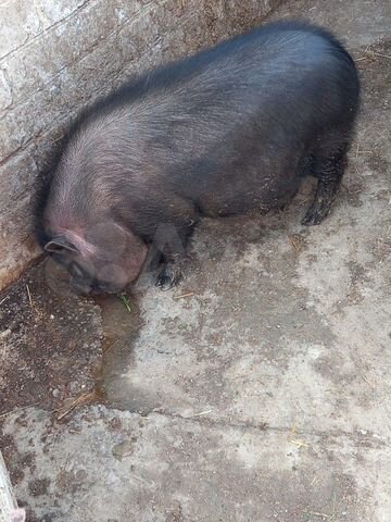 Вьетнамский вислобрюхий хряк