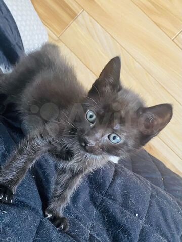 Кошт 2 мес