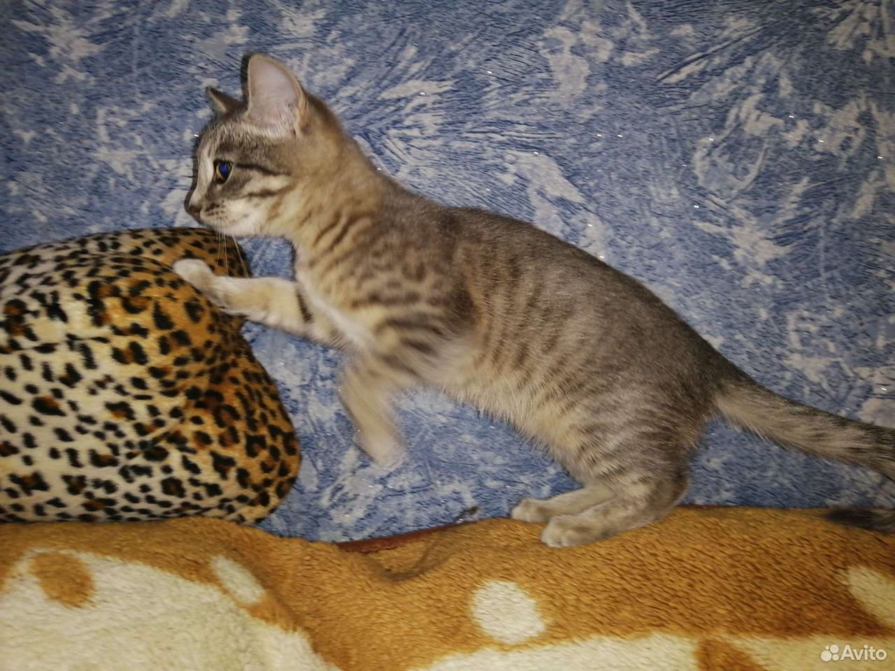 Киска ищет дом