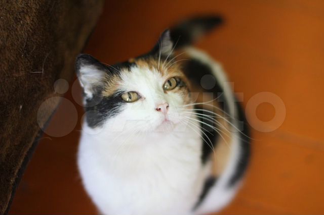 Лолита в добрые руки