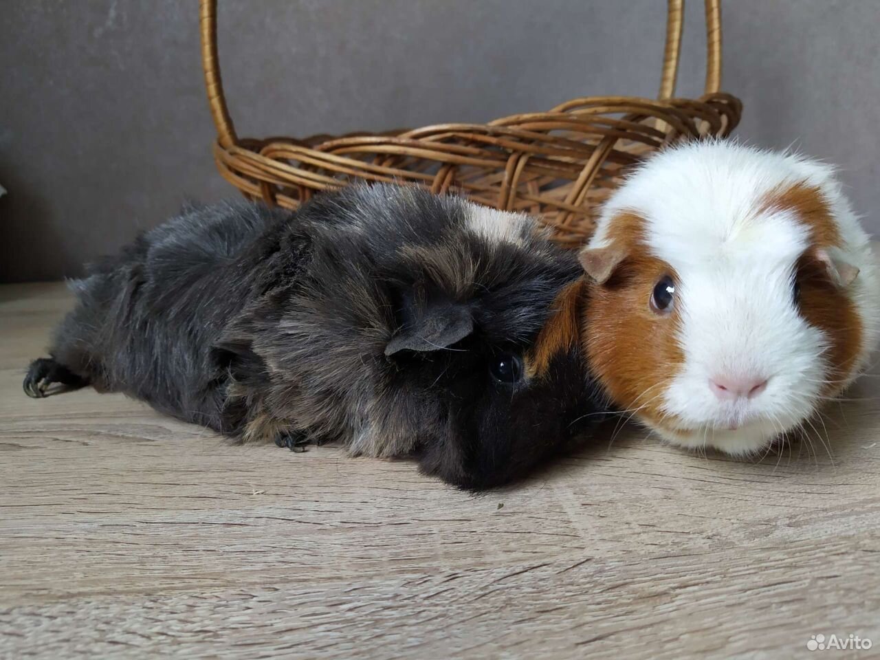 Отдам в хорошие руки двух девочек-свиночек