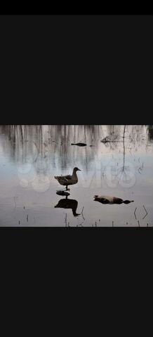 Подсадная утка кряквы