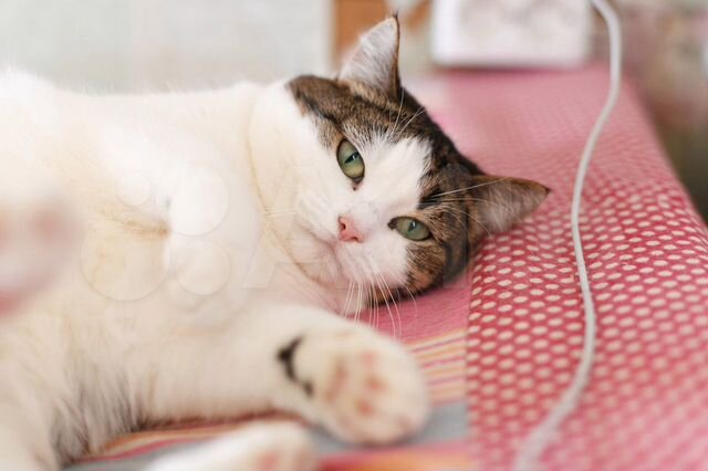 Кошка Ариша