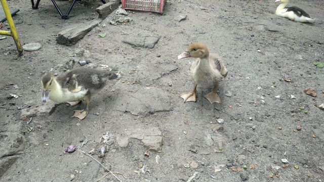 Продажа уток