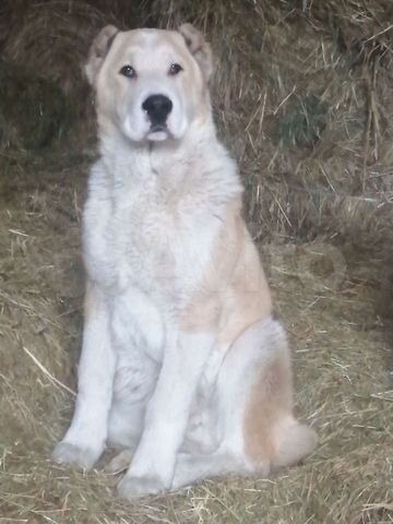 Среднеазиатская овчарка