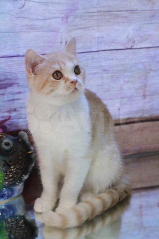 Шотландский кремовый биколорный котик. Страйт. кш