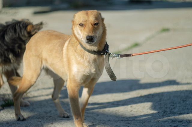 Маленькая собачка