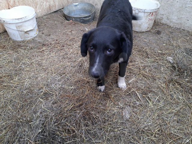 Собачий ребенок ищет семью