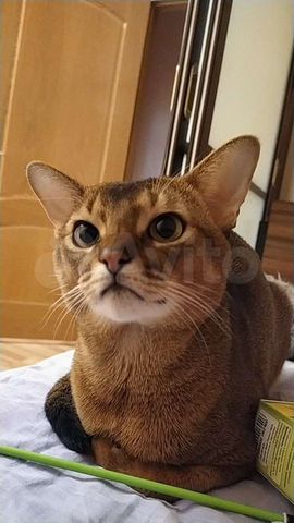 Кот на вязку Абиссинец