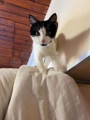 Кошечка Тося ищет семью