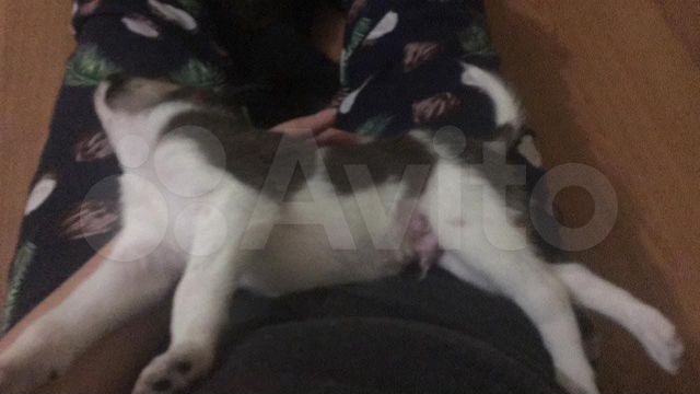 Щенки в добрые руки