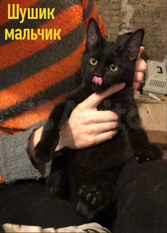 Самый мурчащий котенок Шушик, мальчик. Приют