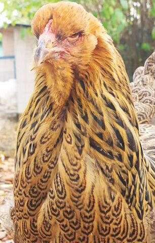 Брама Куропатчатая