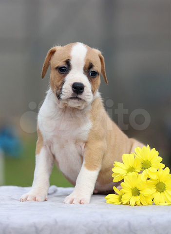 Щенок американского стаффтерьера