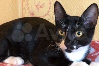 Котенок с "изюминкой"