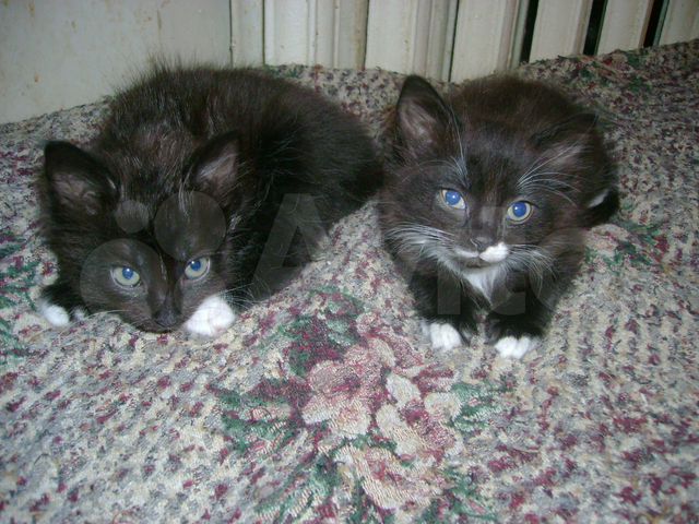 Двухмесячные котята