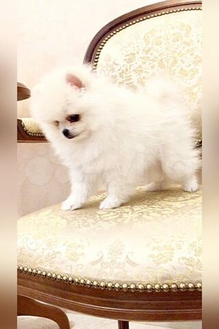 Красавчик померанчик