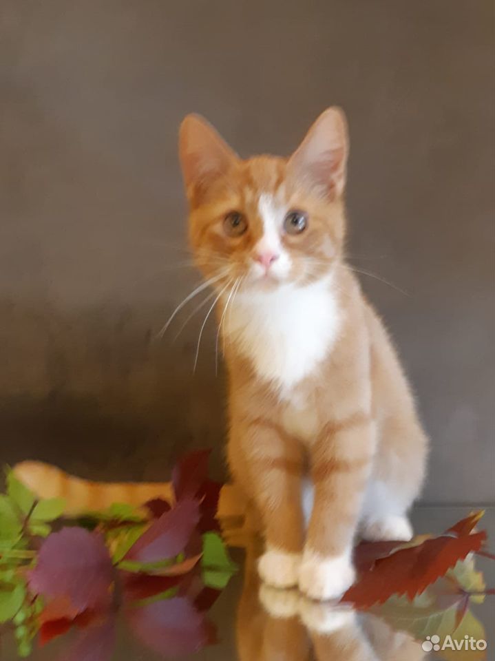 Солнечный мальчик в добрые руки