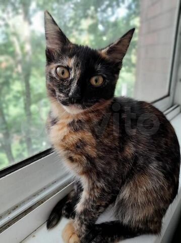 Цветная девочка - кошка ищет дом