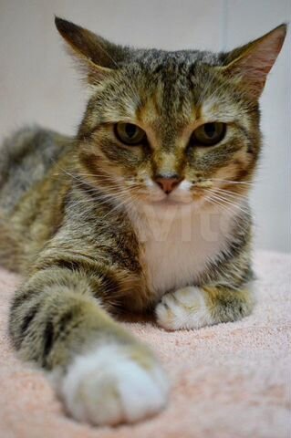 Кошка Софи 1,5 года