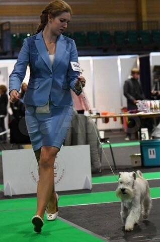 Цвергшнауцер для вязки