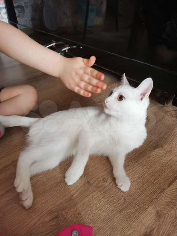 Котенок сфинкс