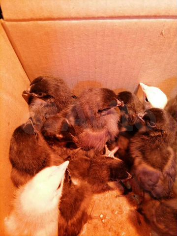 Цыплята аям цемани