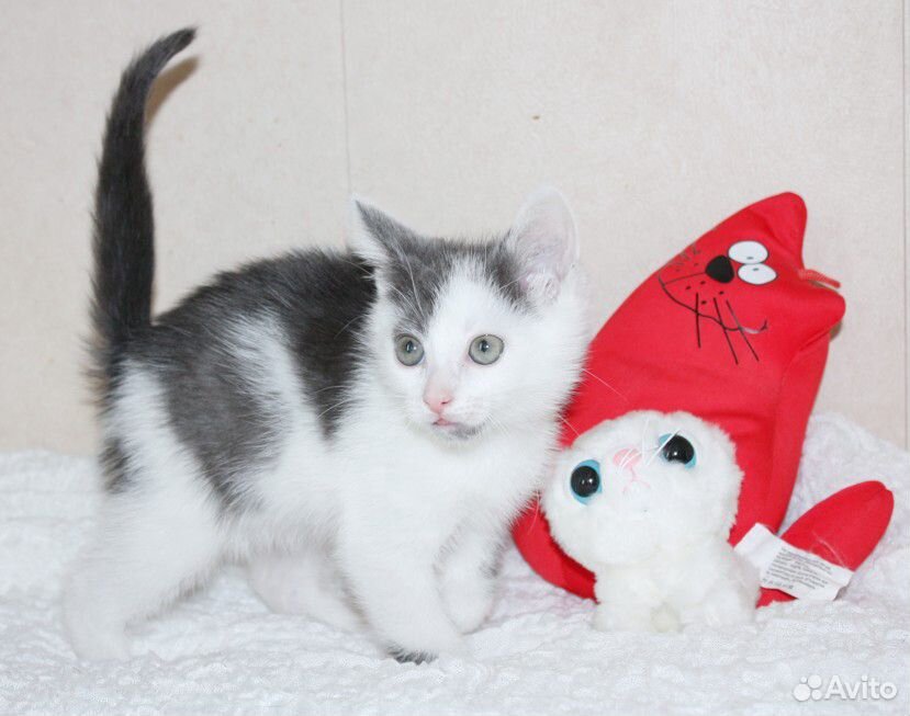 Малек-Василек 2 мес. котенок в добрые руки