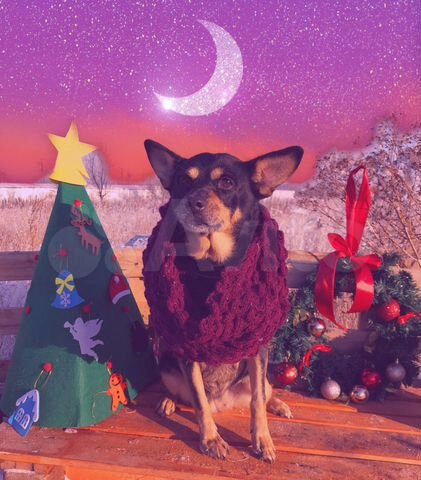 Дейзи - метис пинчера, ищет дом