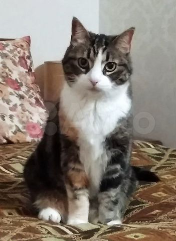 Ищет дом красавица Ириска