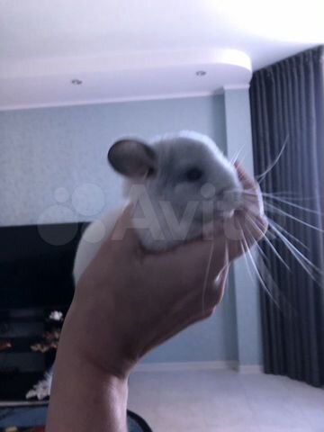 Детеныш шиншиллы