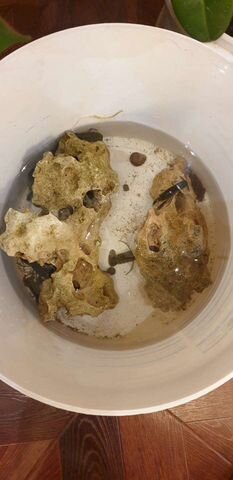 Аквариумные рыбки раки