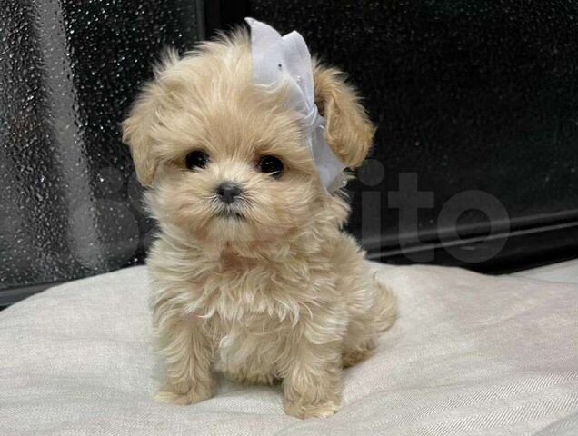 Мальтипу Микро Корея