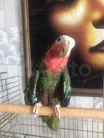 Большой попугай "Белоголовый амазон"