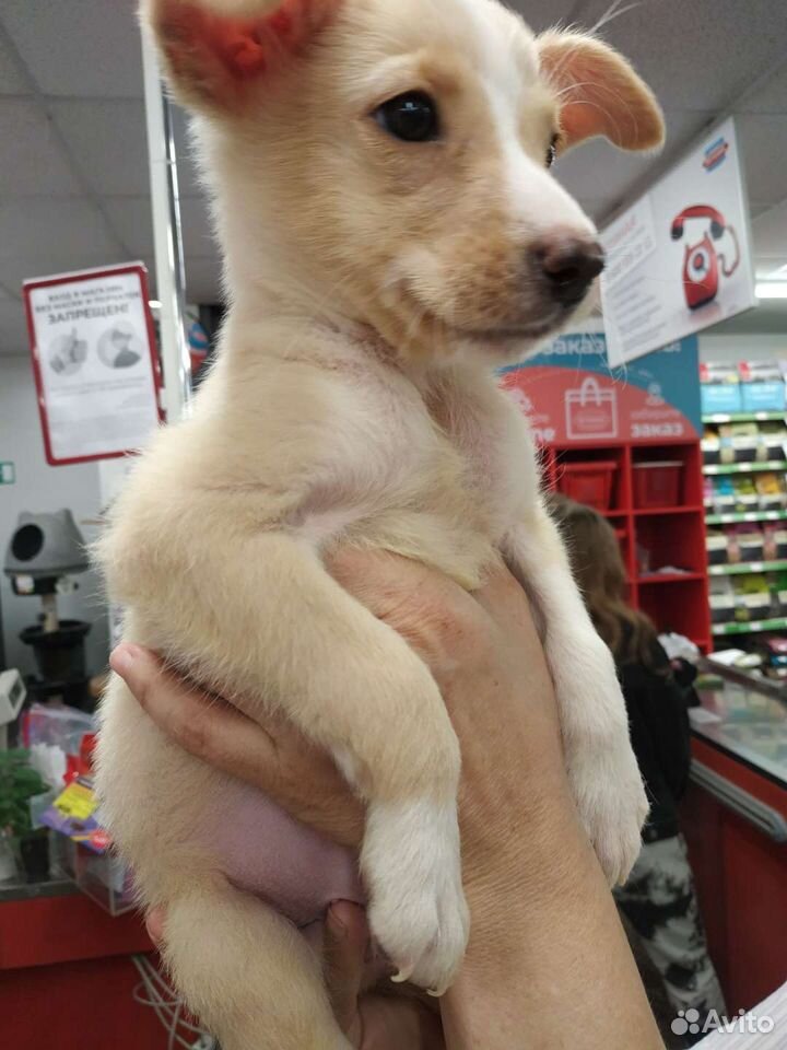 Эльфа 3 месяца, 1.5 кг