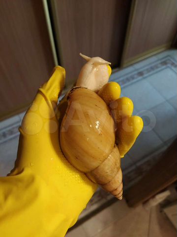 Ахатина фулика родаци альбино